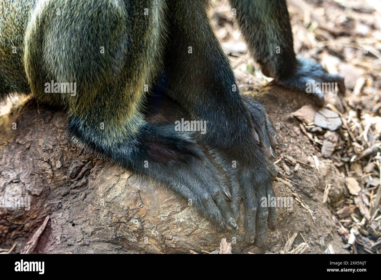 Hands with legs of De Brazza's monkey (Cercopithecus prohibitus Stock ...