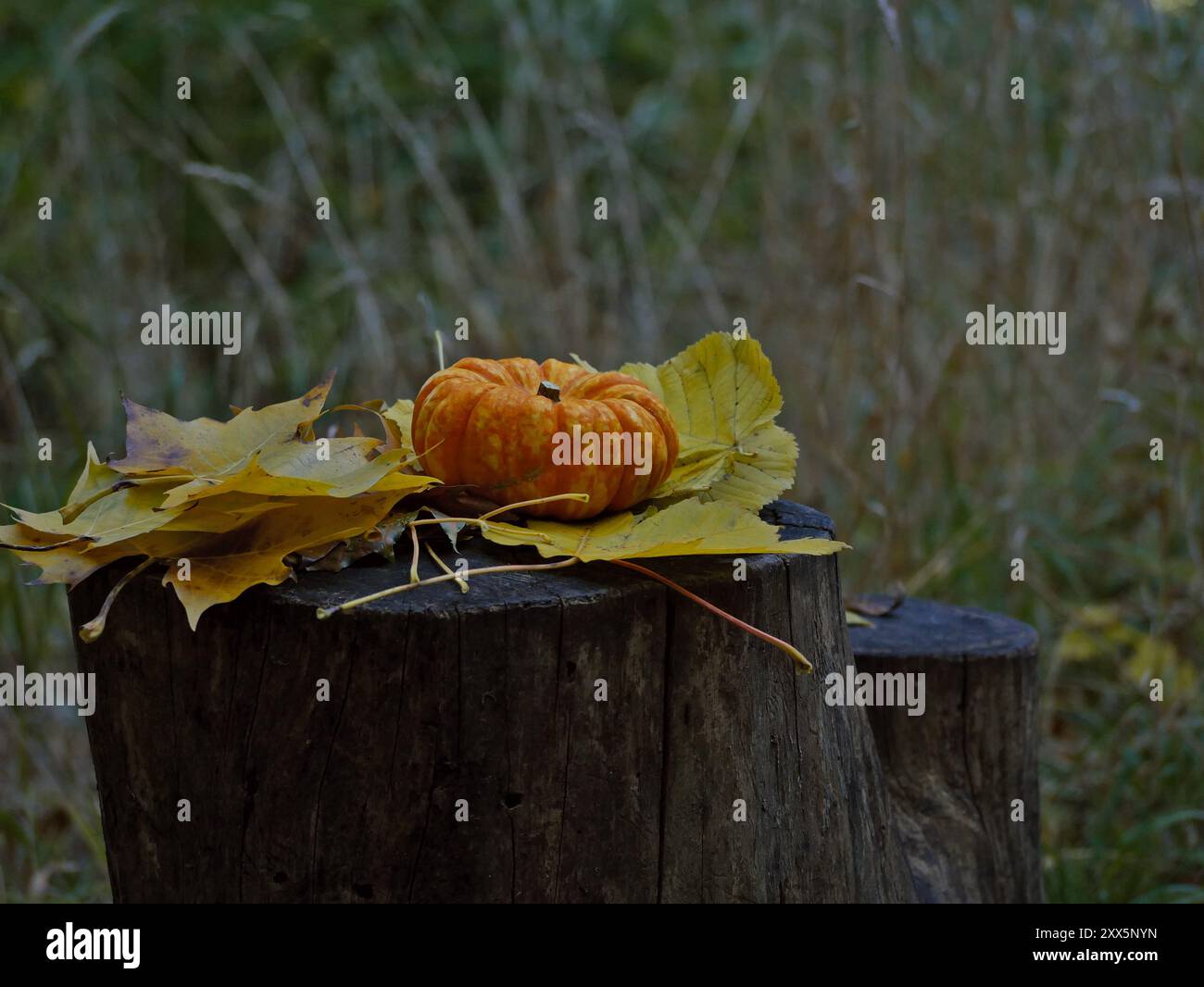 Design autumn outdoors still life Halloween flatlay. Pumpkin and fallen ...