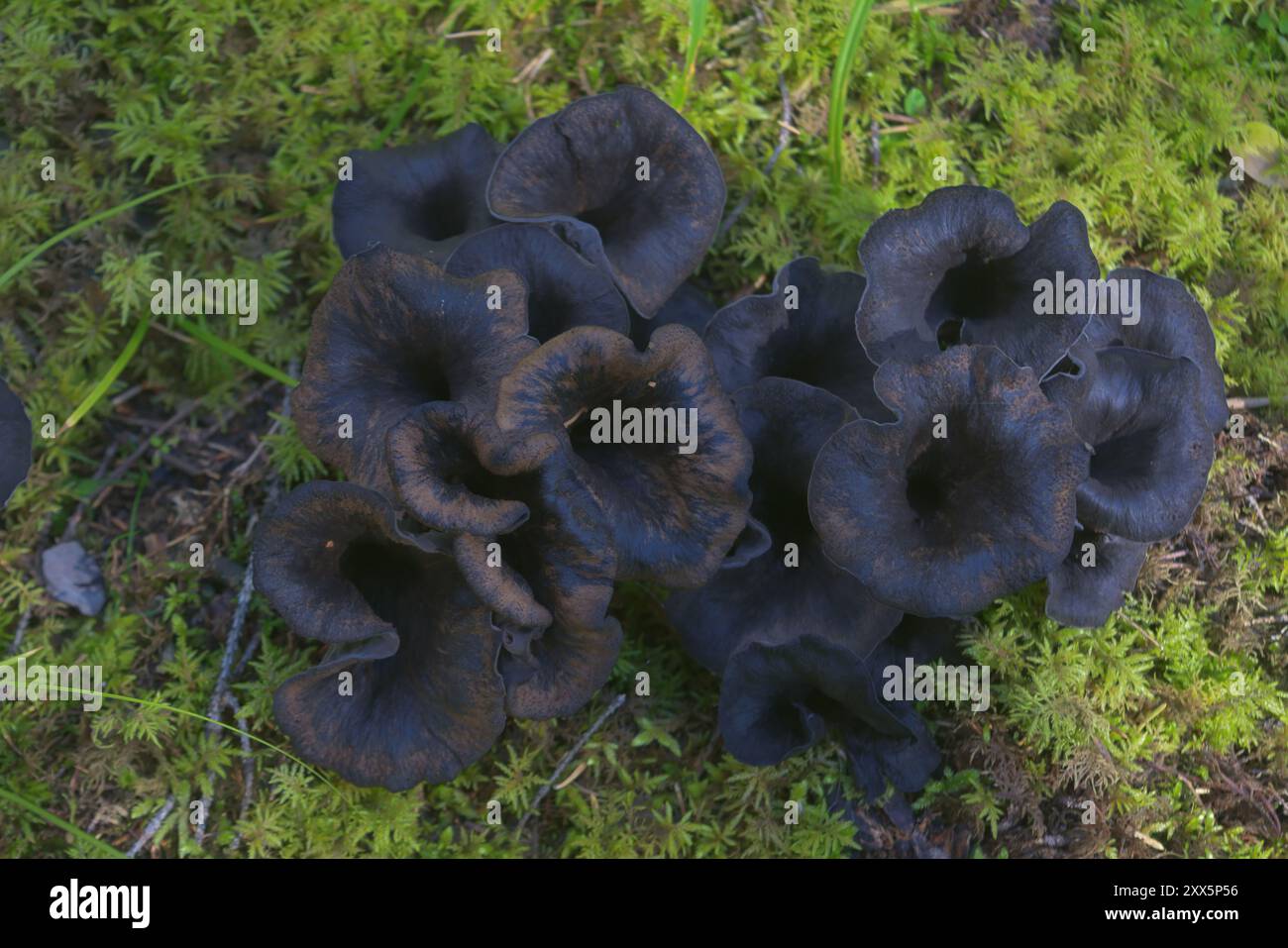 A group of edible mushrooms Craterellus cornucopioides (horn of plenty ...