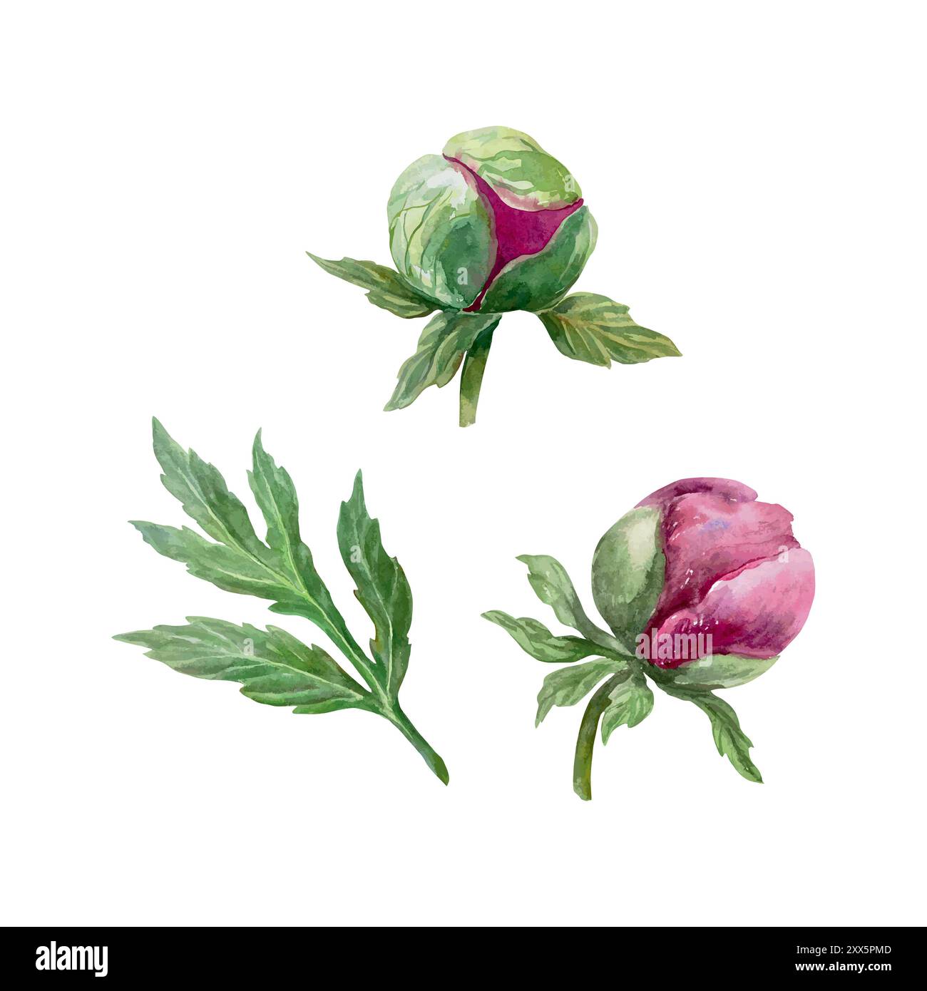 Peonies buds and leaf watercolor. Burgundy flowers. Hand drawn vector ...
