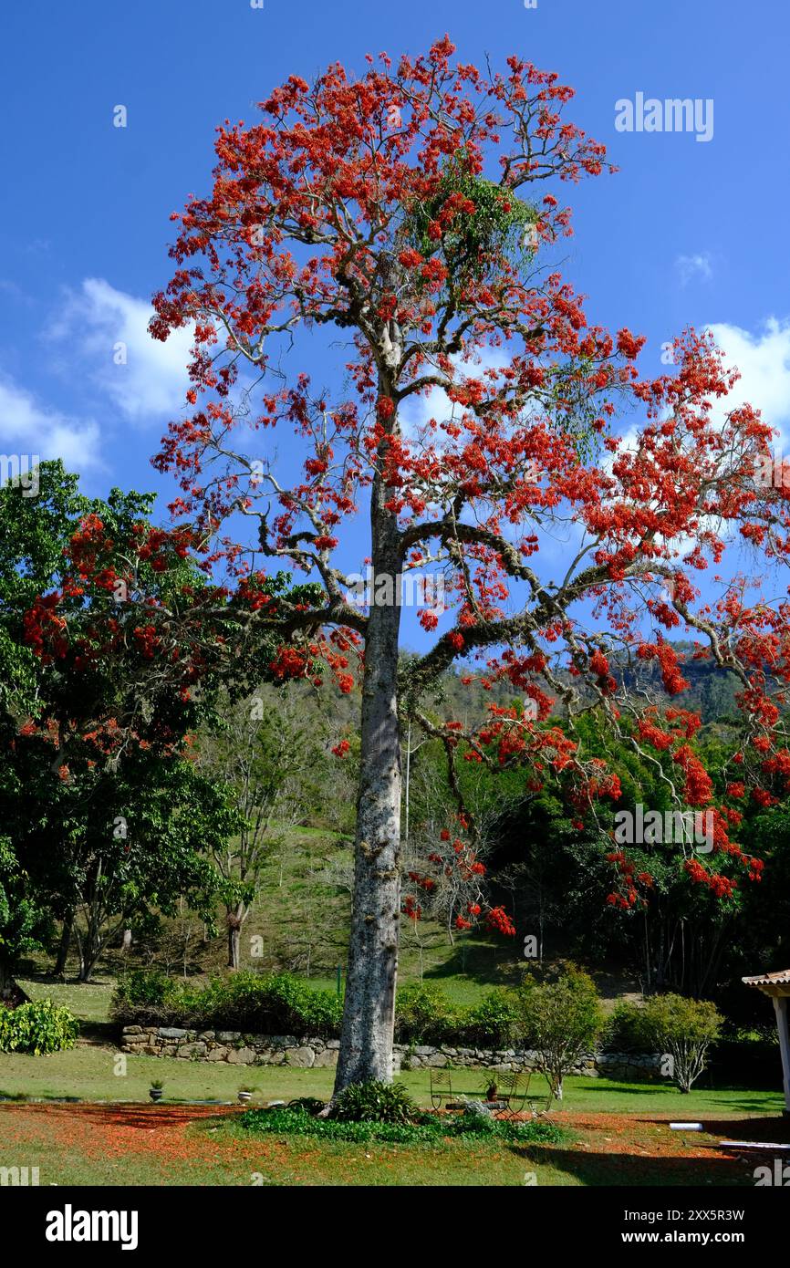 Rio mulungu hi-res stock photography and images - Alamy