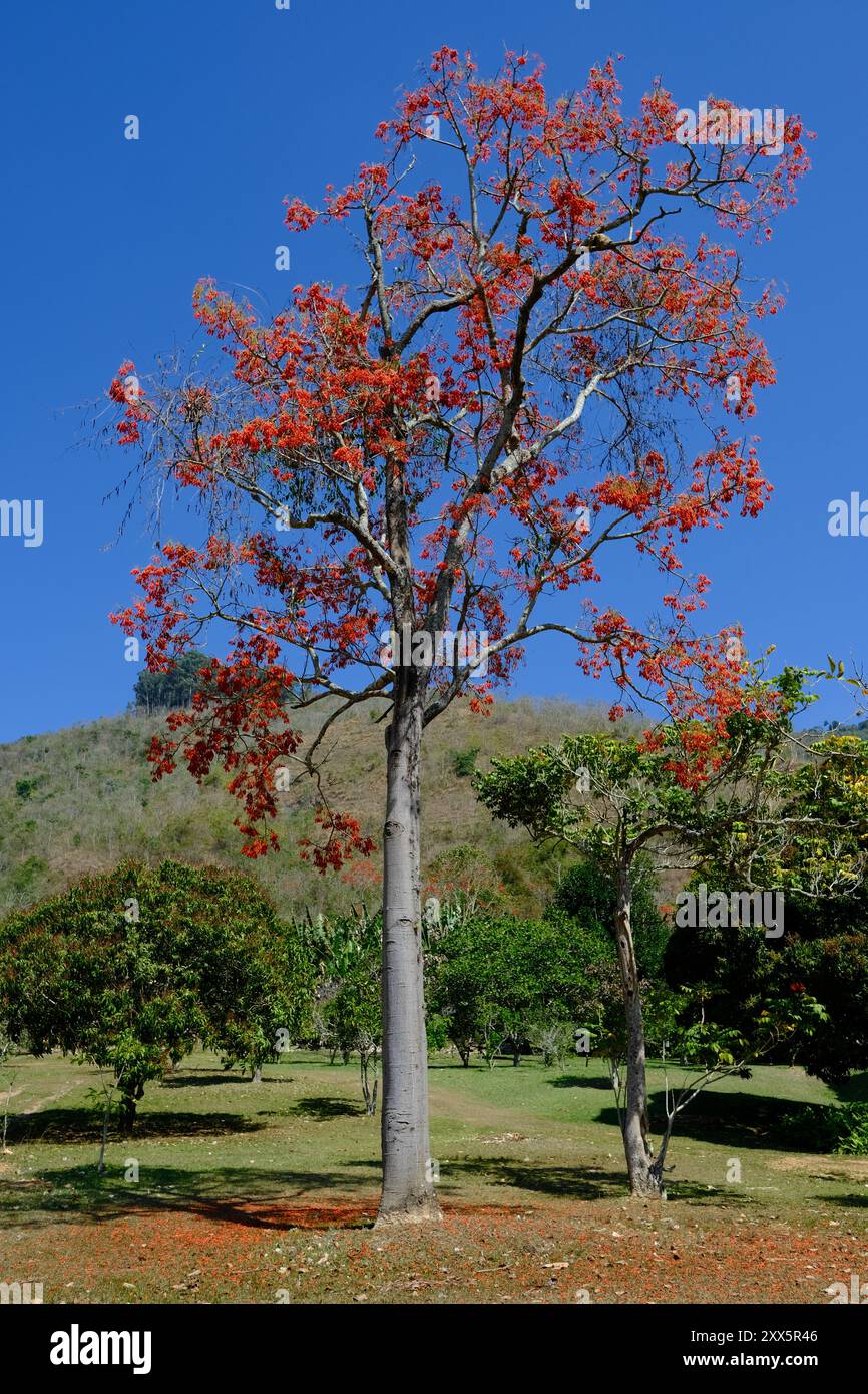 A red flowering mulungu tree (erythrina mulungu) with blue sky as ...