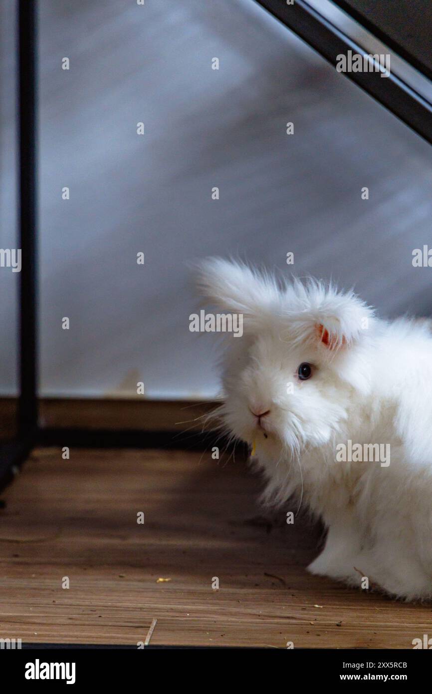 A fluffy white rabbit curiously investigates the area under a staircase ...