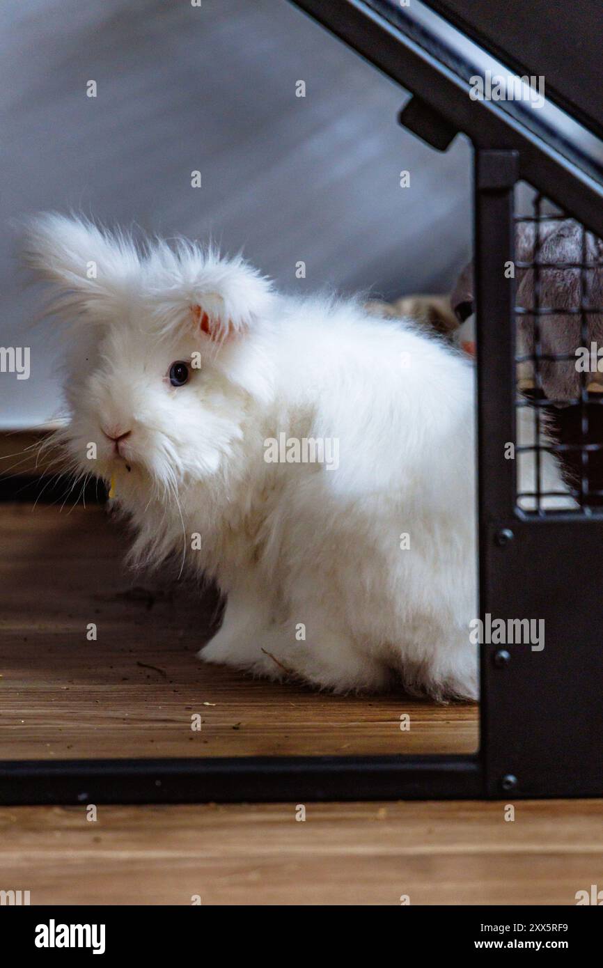 A fluffy white rabbit curiously explores its cozy indoor habitat with a ...