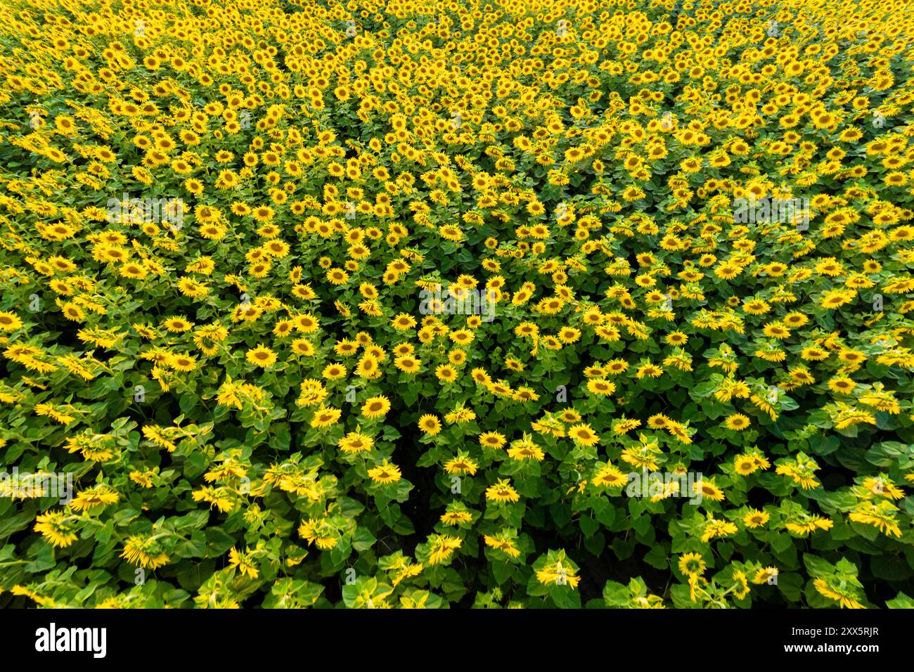 top view of a sunflower field at sundown, image from a drone Stock ...