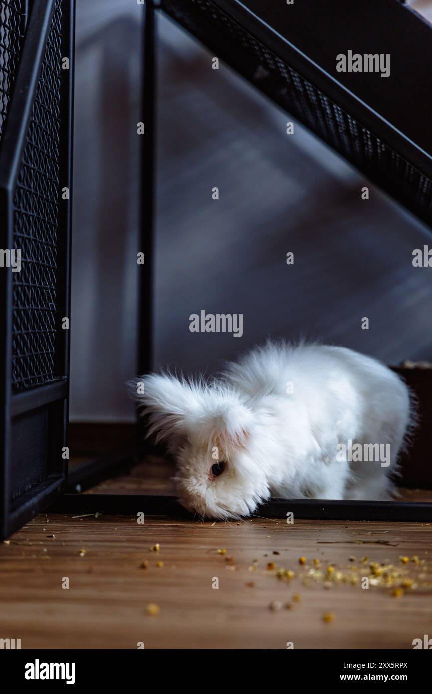 A fluffy white rabbit curiously investigates its surroundings, sniffing ...