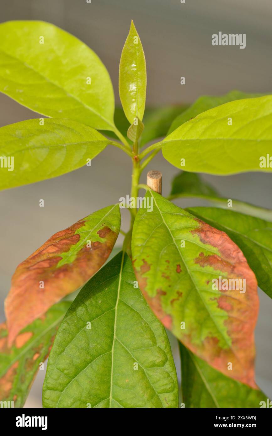 Avocado Persea americana young homegrown plant with sick leaves turning ...