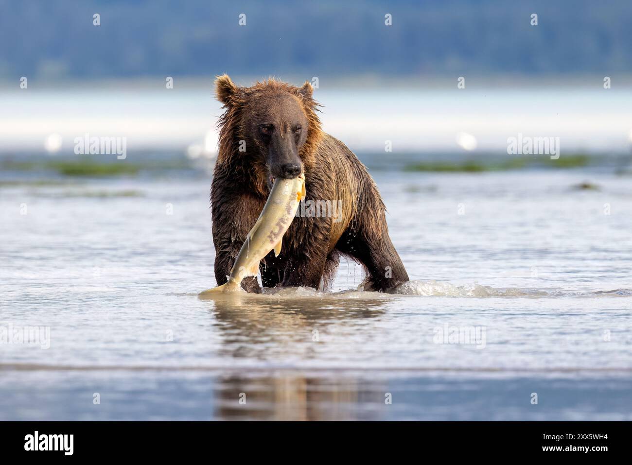 Coastal Brown Bear with prize salmon catch - Brown Bear Bay, Chinitna ...