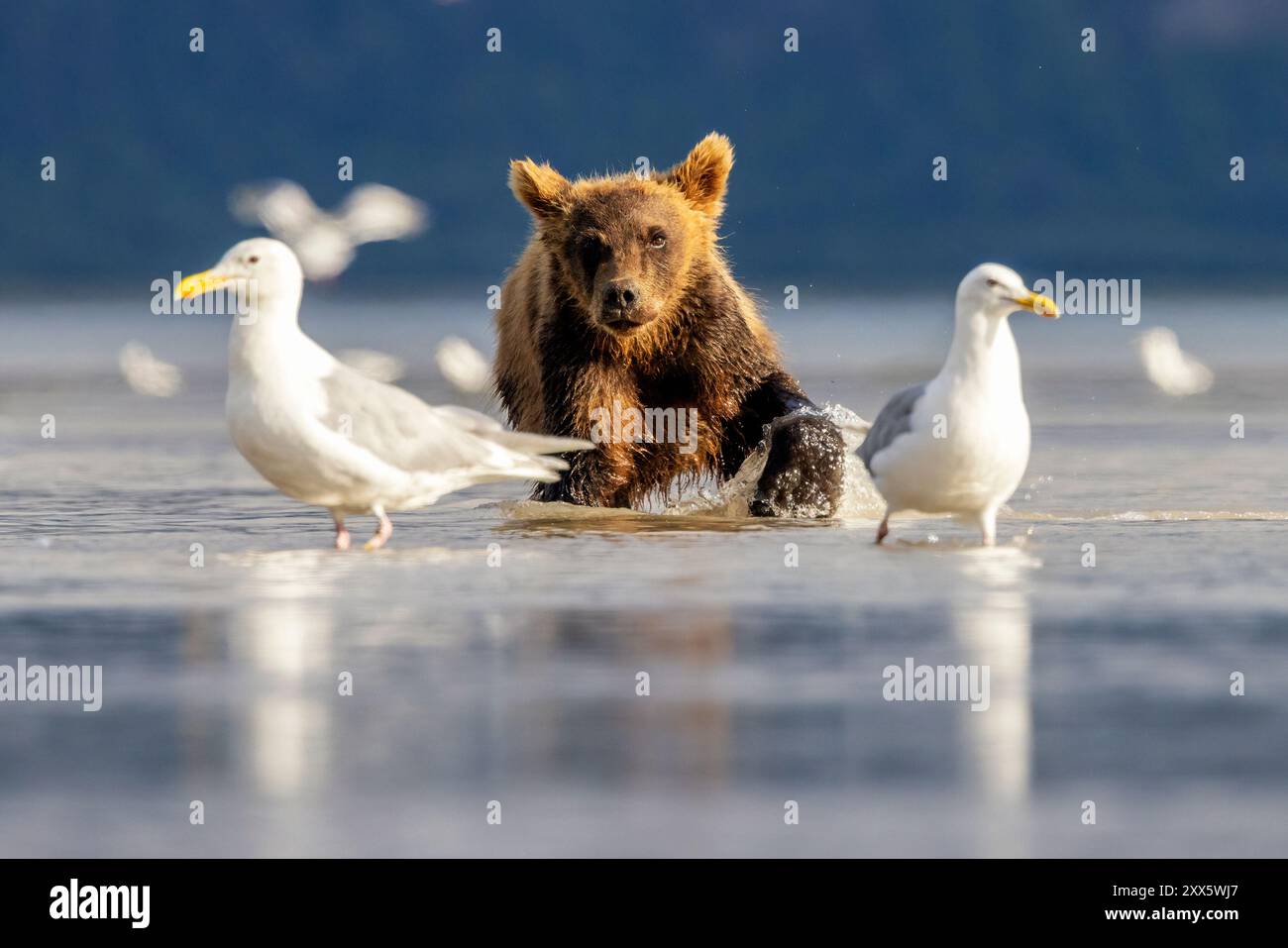 Coastal Brown Bear cub fishing for salmon - Brown Bear Bay, Chinitna ...