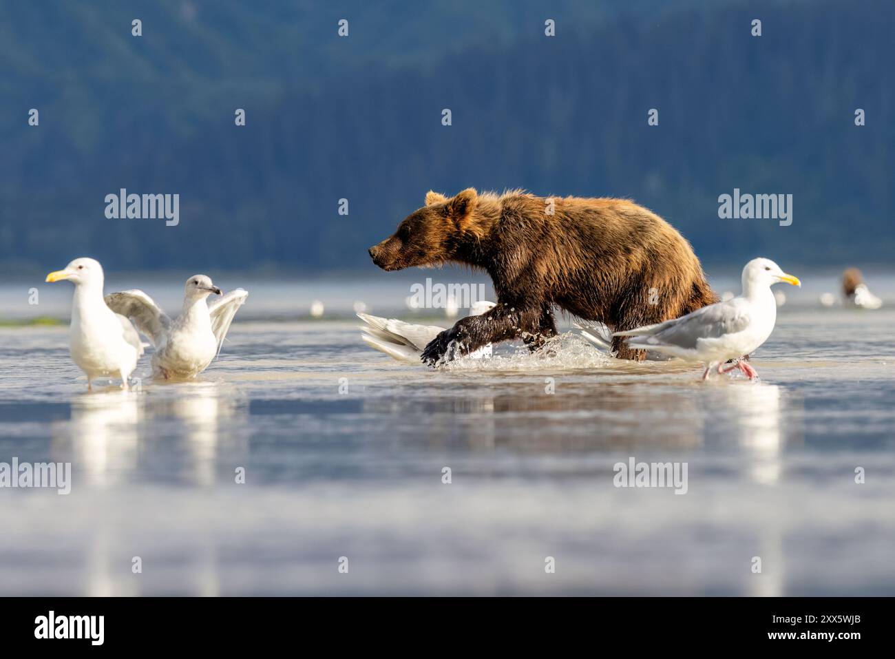 Coastal Brown Bear cub fishing for salmon - Brown Bear Bay, Chinitna ...