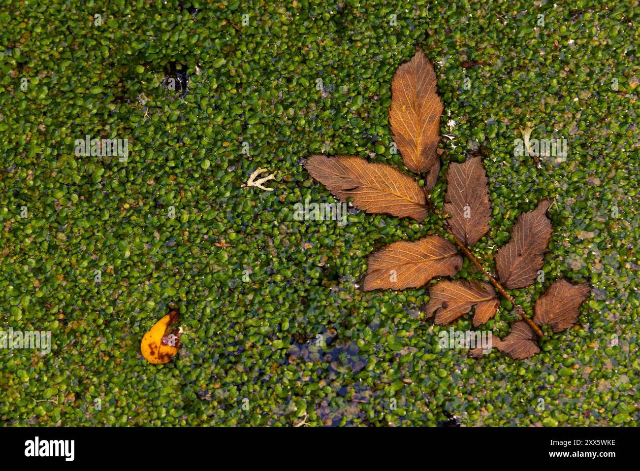 Dry leaf in a puddle of water in Los Tilos de Moya Stock Photo - Alamy