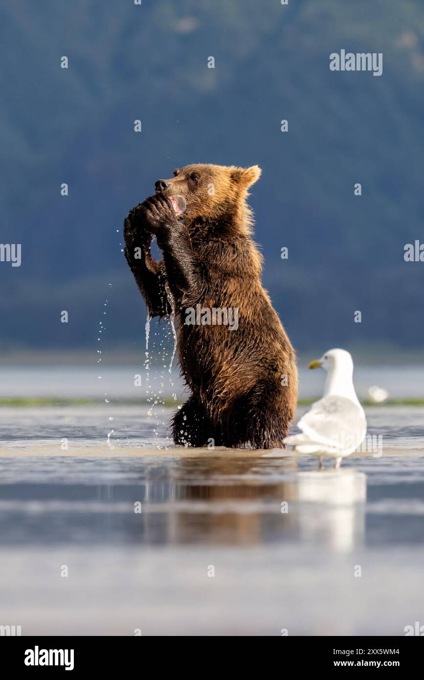 Coastal Brown Bear cub standing up and eating salmon - Brown Bear Bay ...