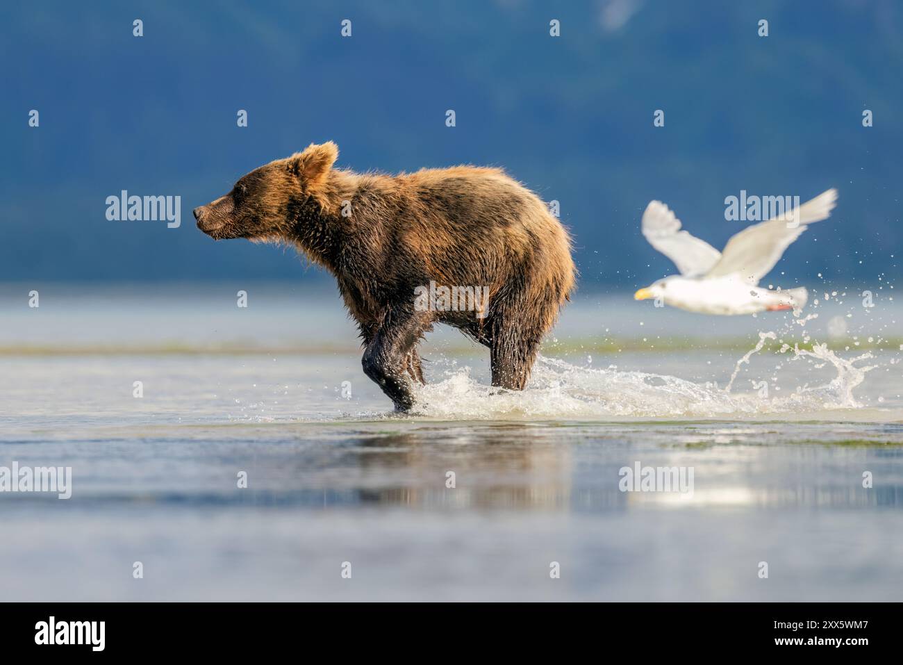 Coastal Brown Bear cub fishing for salmon - Brown Bear Bay, Chinitna ...