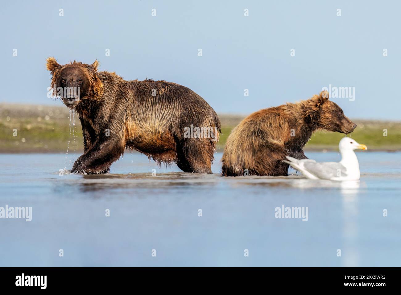 Coastal Brown Bear mother and cub fishing for salmon - Brown Bear Bay ...
