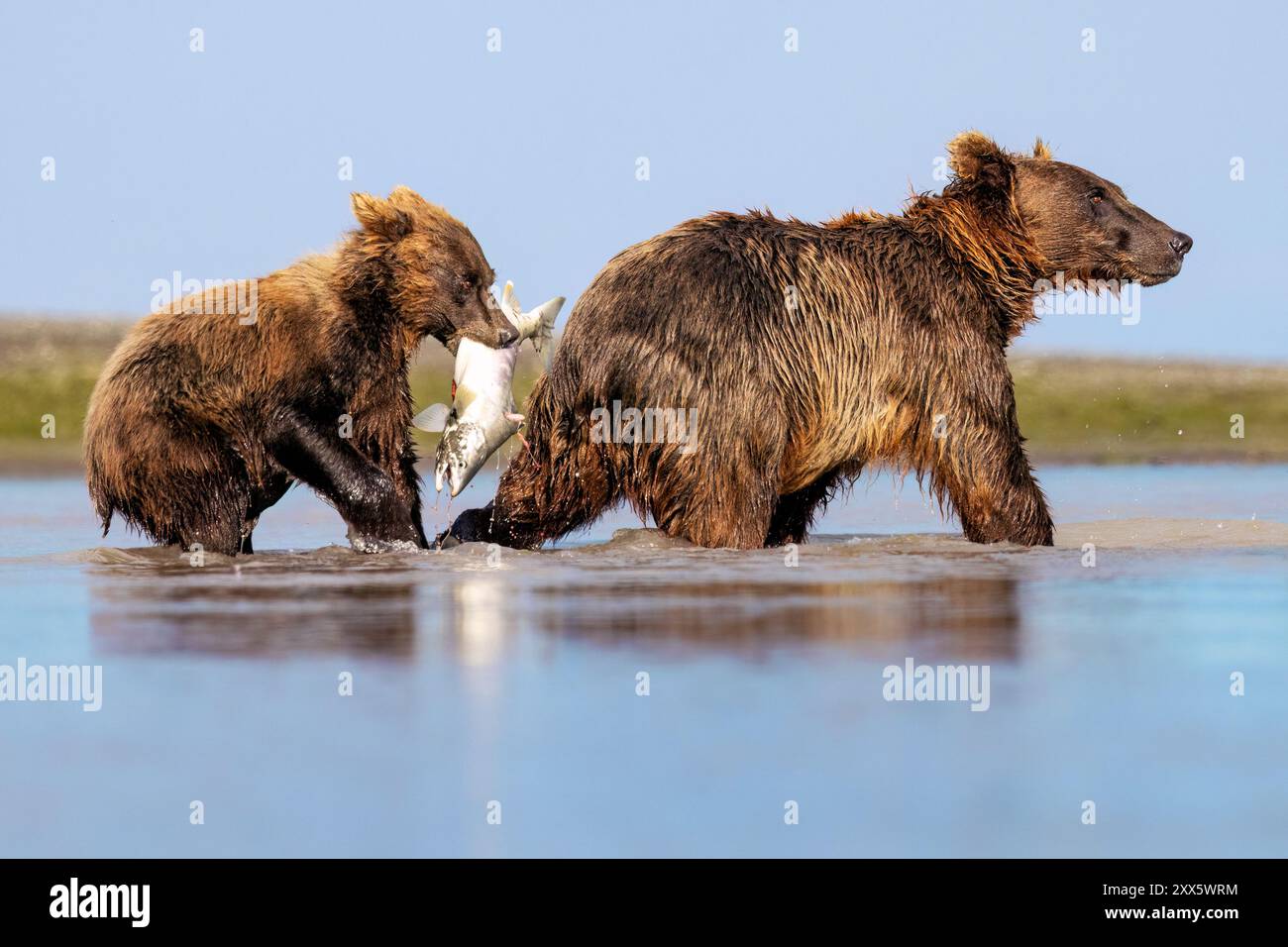 Coastal Brown Bear mother and cub with salmon catch - Brown Bear Bay ...