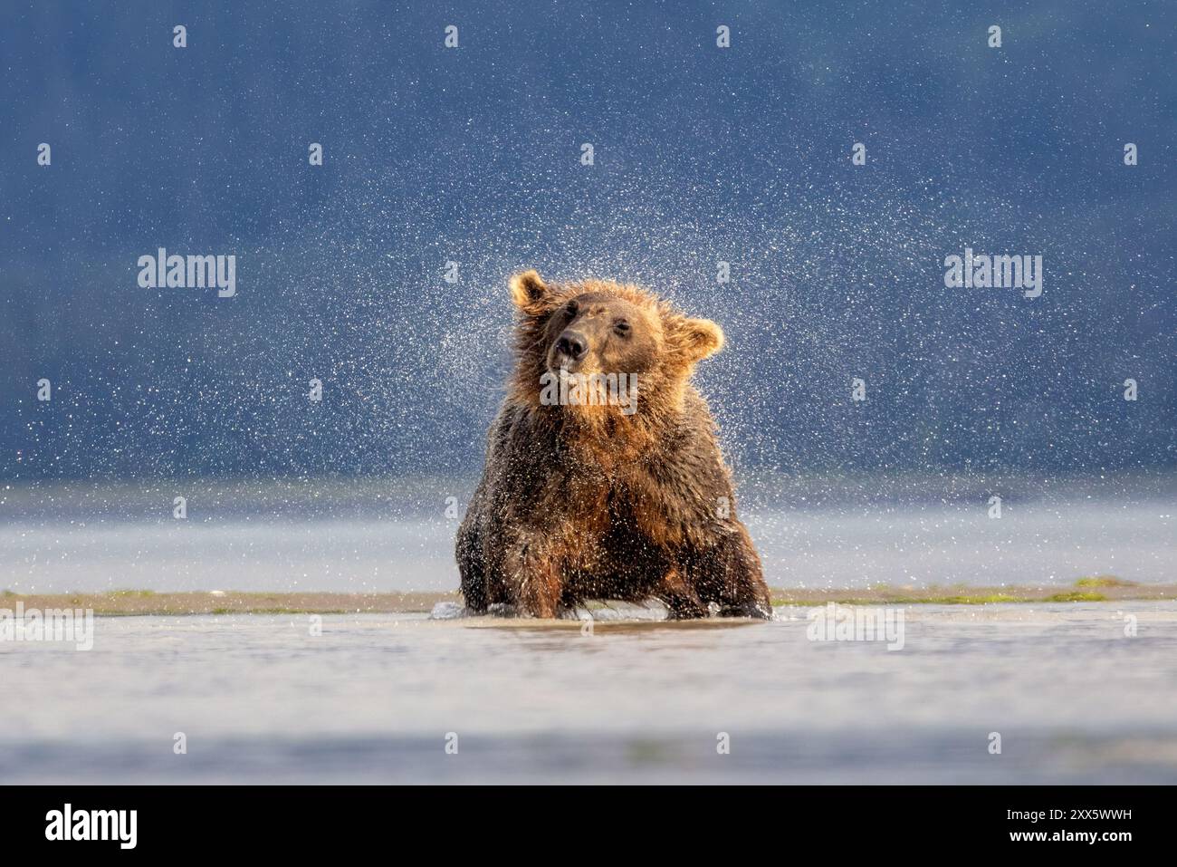 Coastal Brown Bear shaking off water - Brown Bear Bay, Chinitna Bay ...
