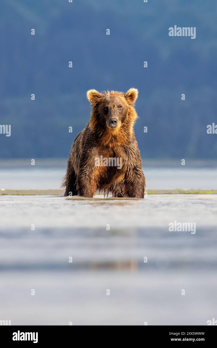 Head on view of Coastal Brown Bear fishing for salmon - Brown Bear Bay ...