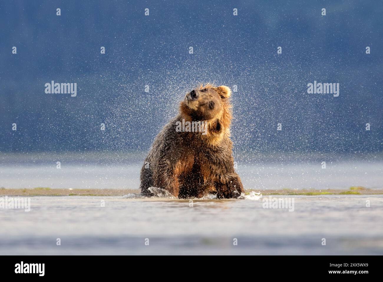 Coastal Brown Bear shaking off water - Brown Bear Bay, Chinitna Bay ...