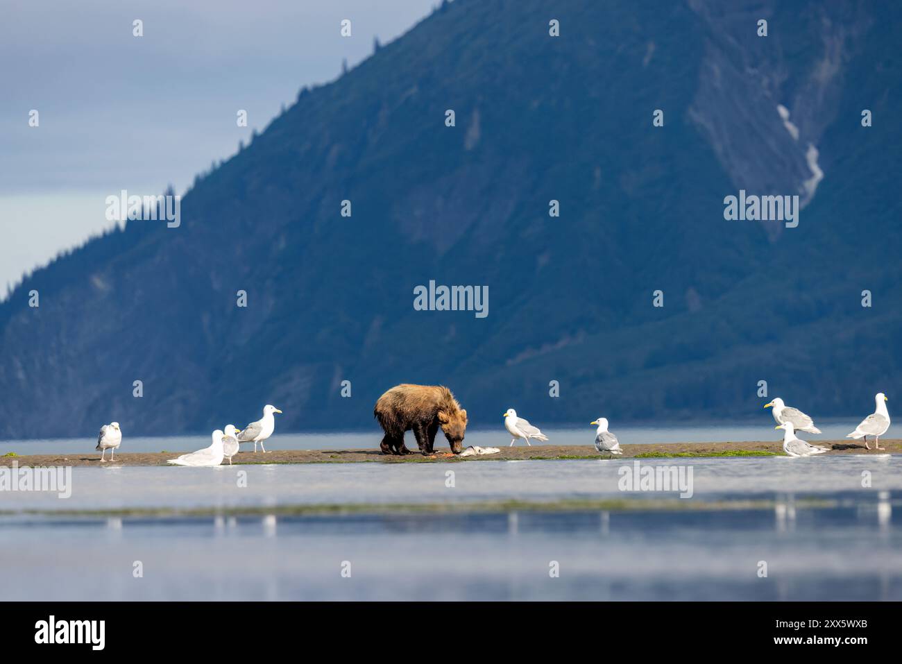 Coastal Brown Bear feeding on salmon - Brown Bear Bay, Chinitna Bay ...