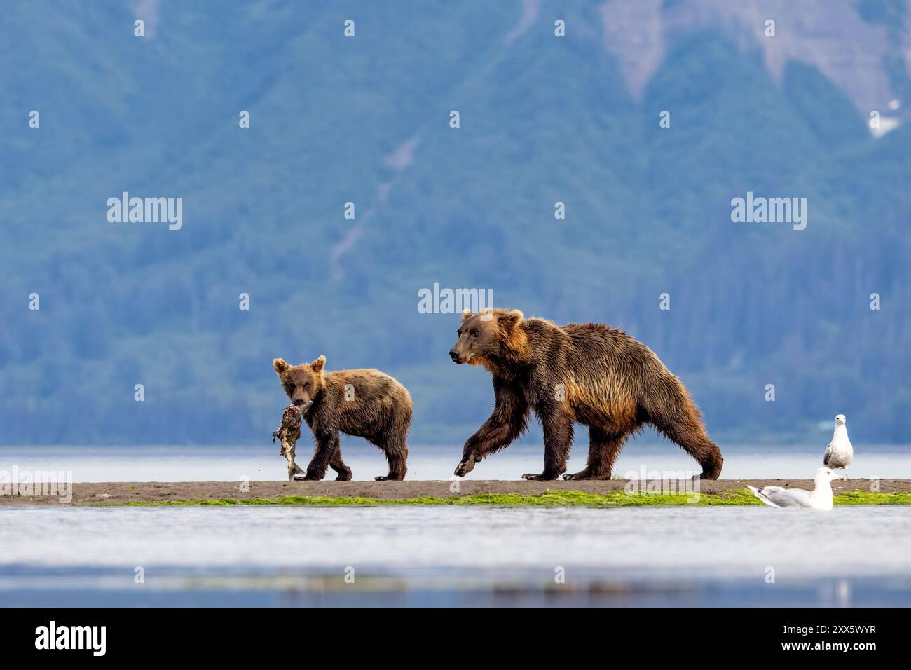 Coastal Brown Bears mother and cub with salmon - Brown Bear Bay ...