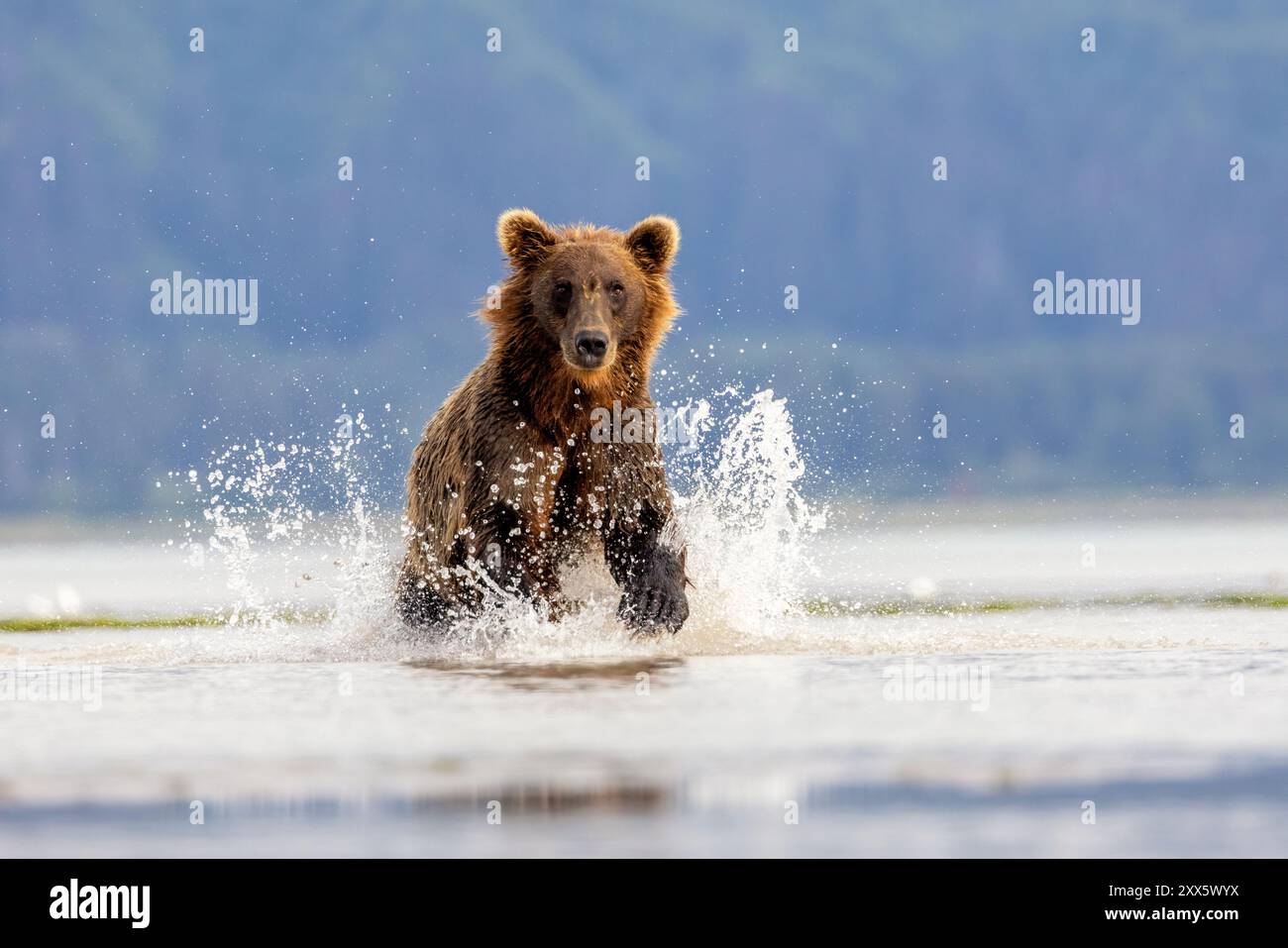 Coastal Brown Bear fishing for salmon - Brown Bear Bay, Chinitna Bay ...