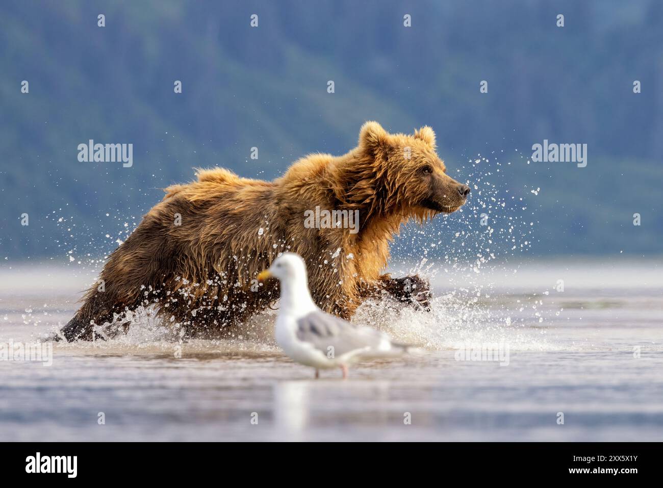 Coastal Brown Bear fishing for salmon - Brown Bear Bay, Chinitna Bay ...