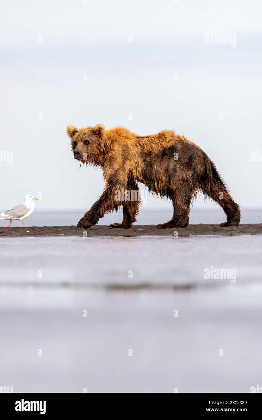 Coastal Brown Bear - Brown Bear Bay, Chinitna Bay, near Lake Clark ...