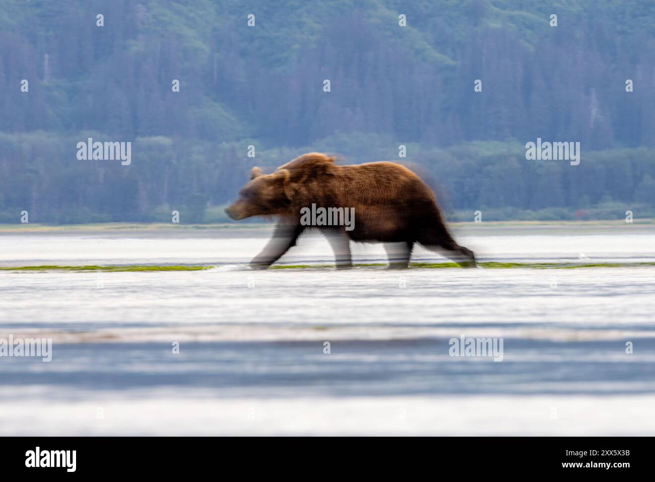 Coastal Brown Bear intentional motion blur - Brown Bear Bay, Chinitna ...