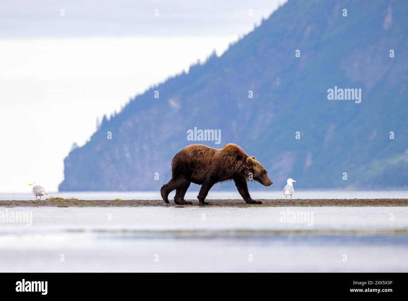 Coastal Brown Bear - Brown Bear Bay, Chinitna Bay, near Lake Clark ...