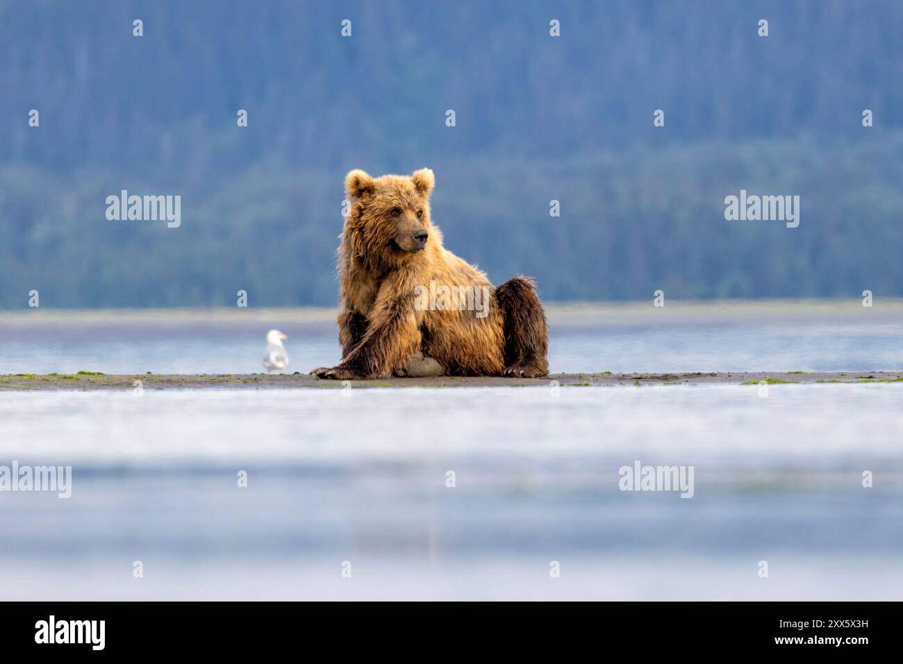 Coastal Brown Bear - Brown Bear Bay, Chinitna Bay, near Lake Clark ...