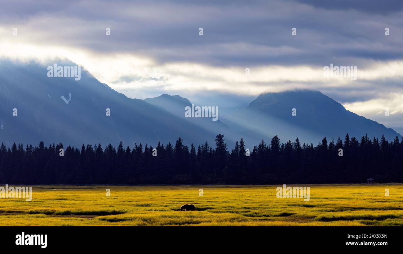Coastal Brown Bear grazing in beautiful scenic landscape at Brown Bear ...