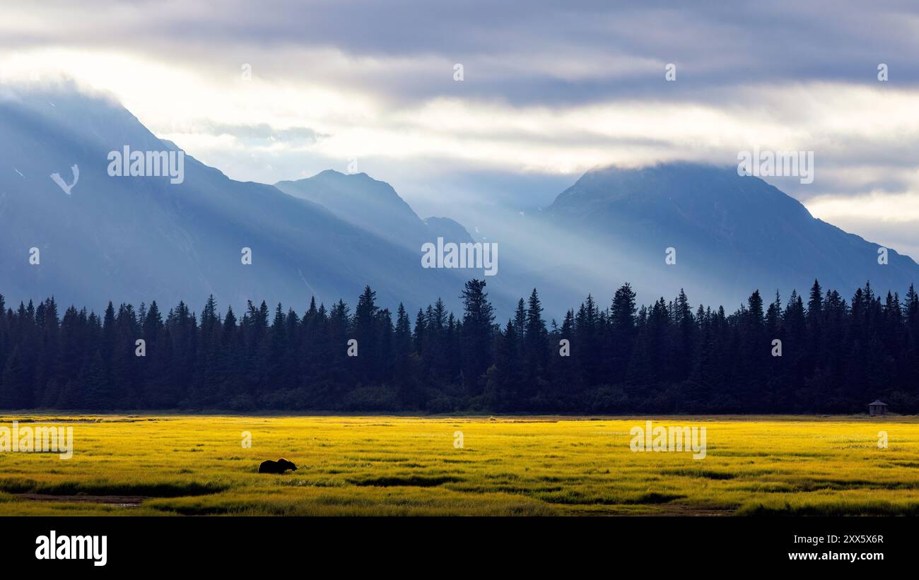 Coastal Brown Bear grazing in beautiful scenic landscape at Brown Bear ...