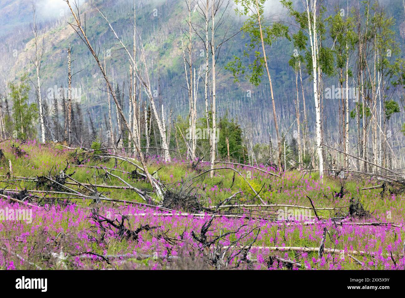 Fireweed (Chamerion angustifolium) growing after fire - Skilak Lake ...