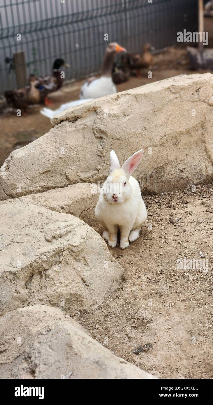 Countryside landscape. White rabbit eating food in poultry yard. Rural ...