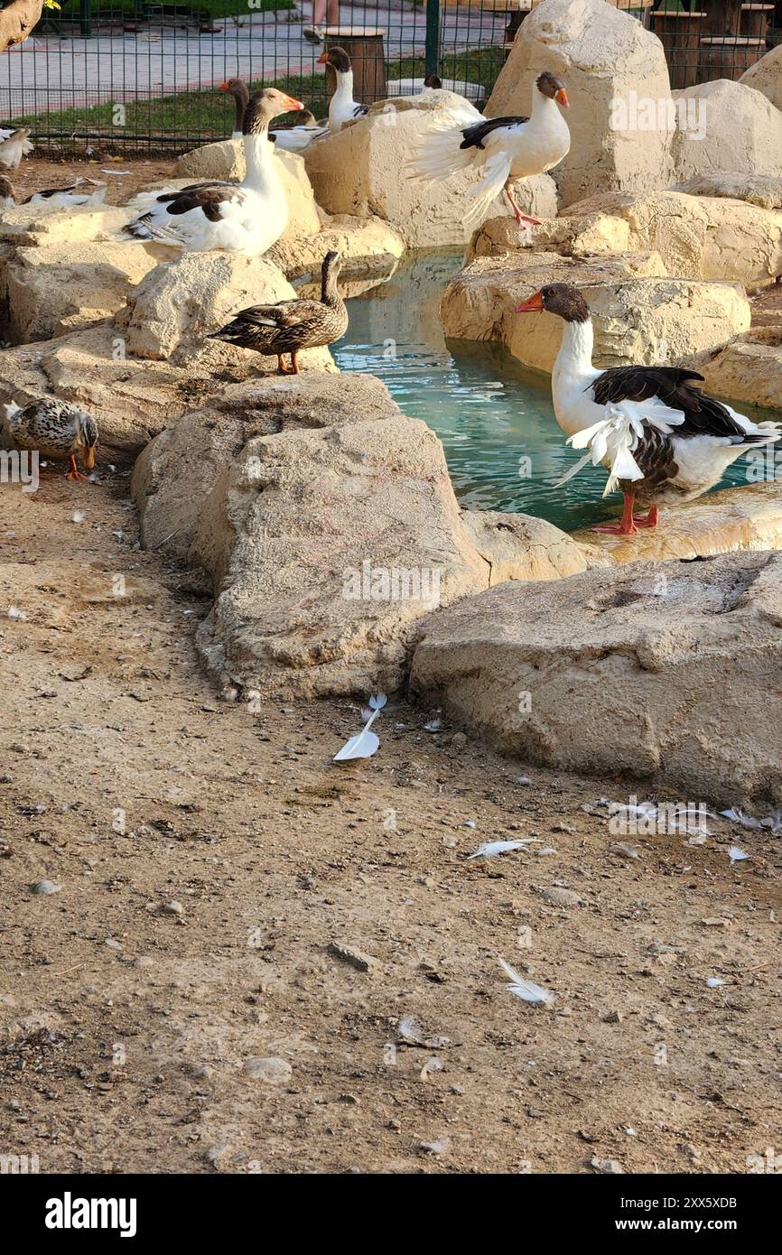 Countryside landscape with geese, chickens, turkeys graze in poultry ...