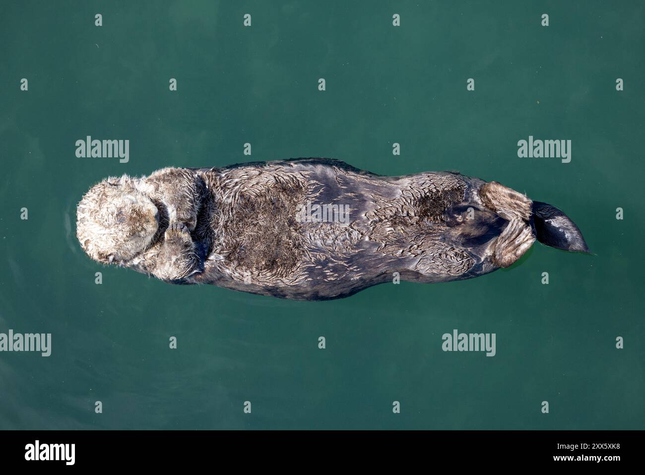 Overhead view of sea otter (Enhydra lutris) floating on water - Homer ...