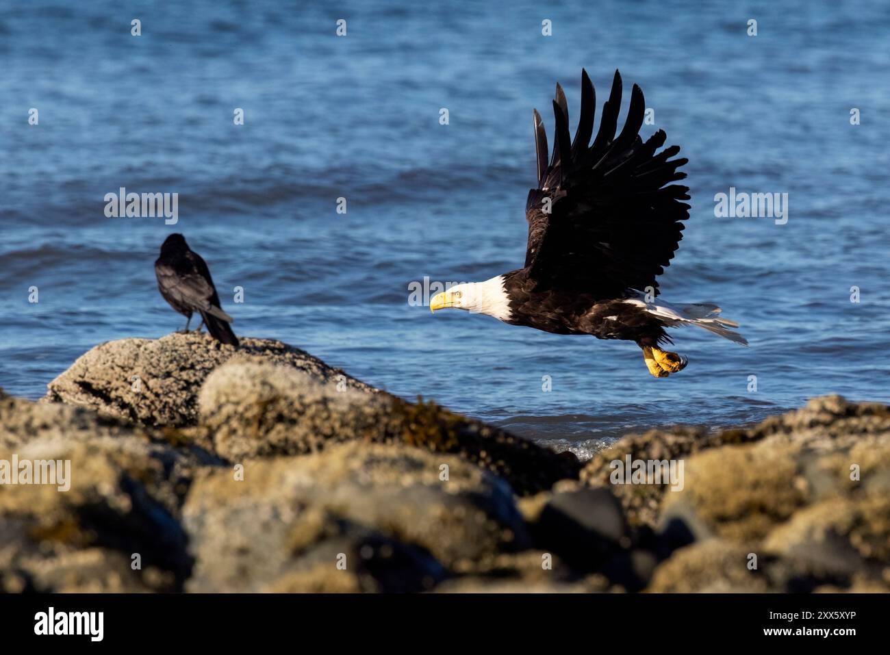Bald eagle (Haliaeetus leucocephalus) at Kachemak Bay - Homer, Alaska ...
