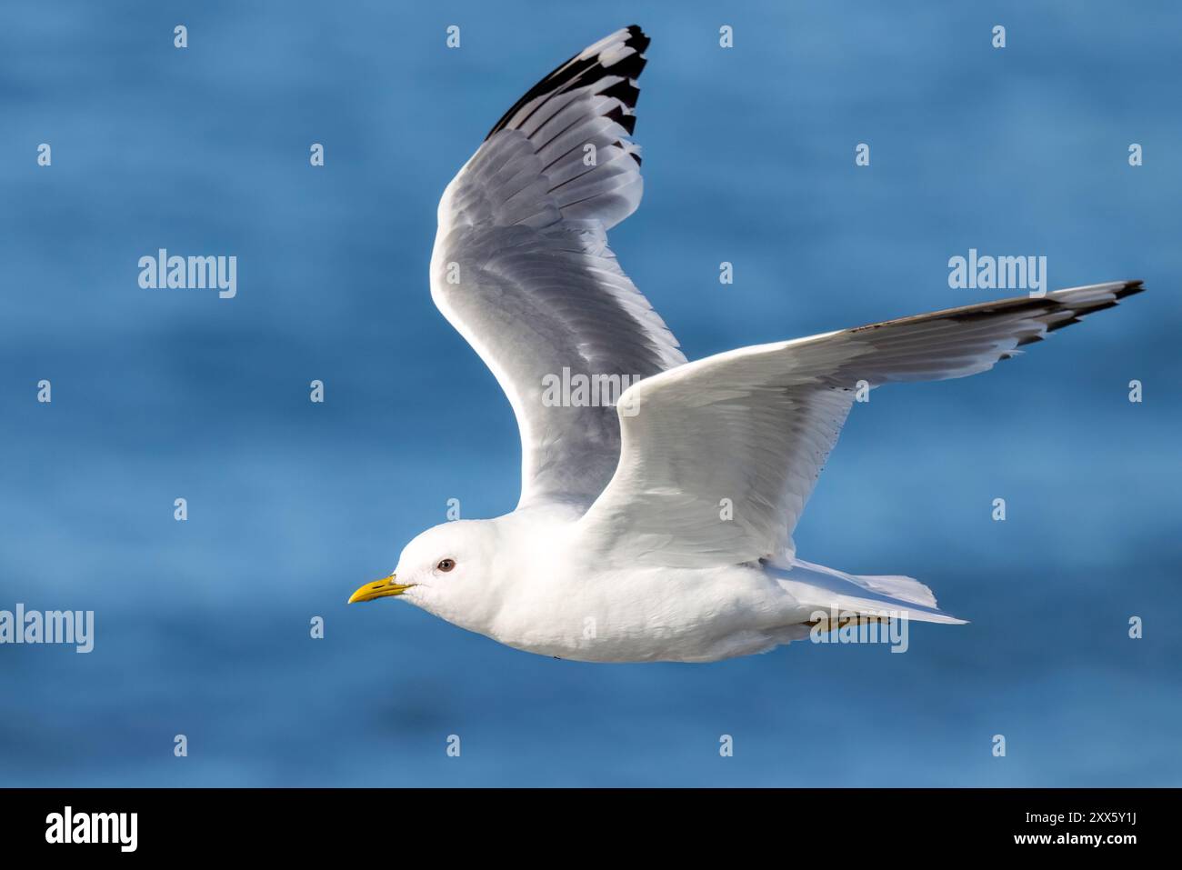 Short-billed Gull (Larus brachyrhynchus) in flight - Homer, Alaska ...