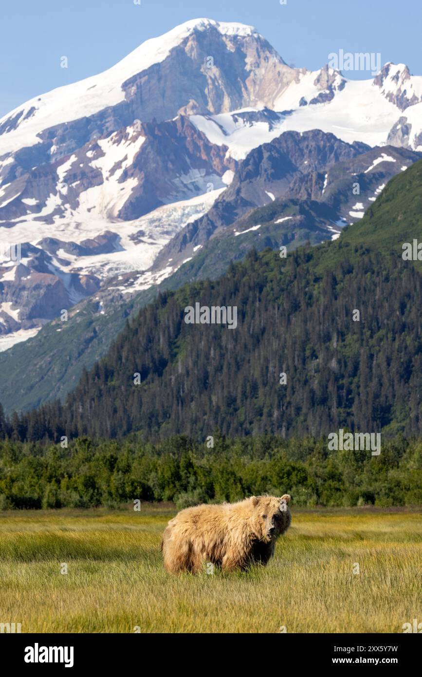 Coastal Brown Bear with Mount Iliamna in the background - Brown Bear ...
