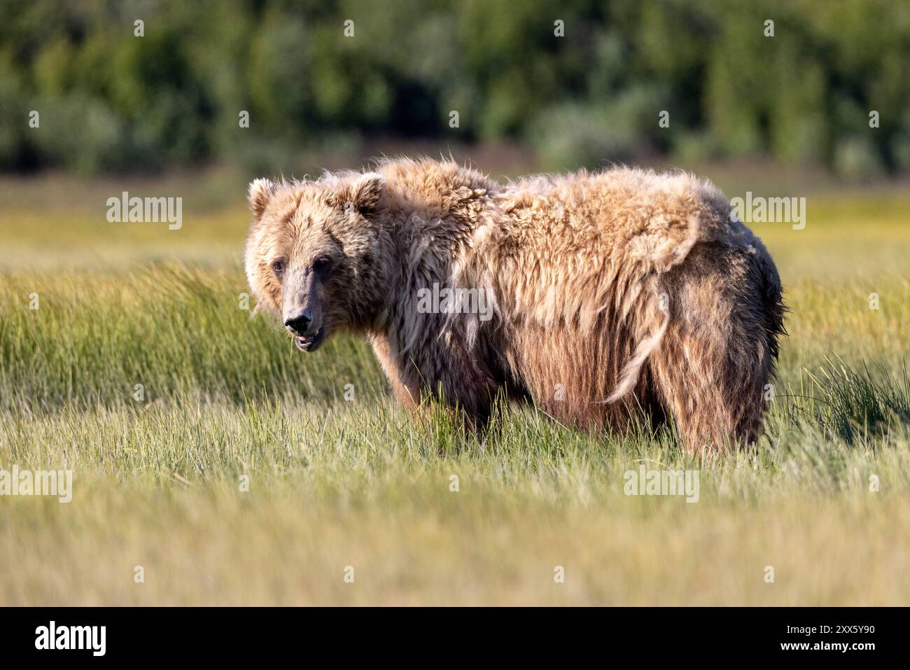 Coastal Brown Bear - Brown Bear Bay, Chinitna Bay, near Lake Clark ...