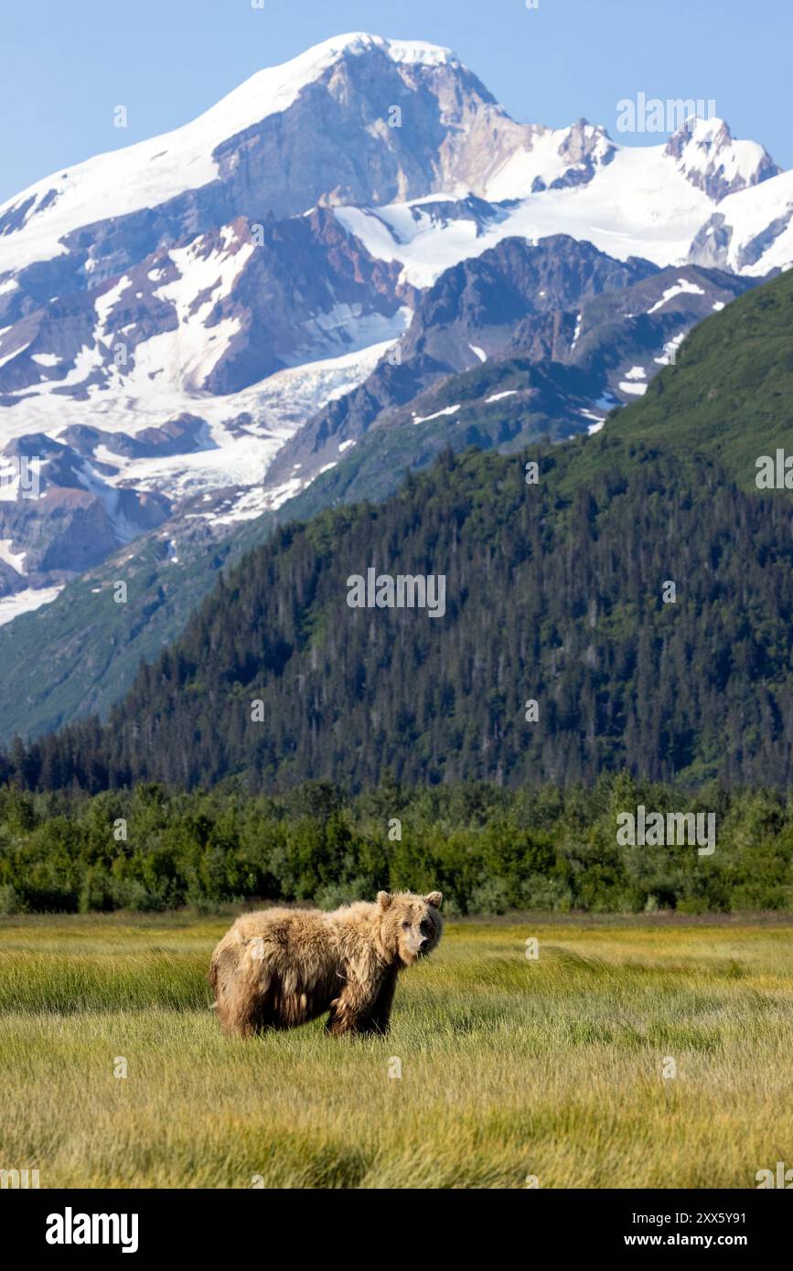 Coastal Brown Bear with Mount Iliamna in the background - Brown Bear ...