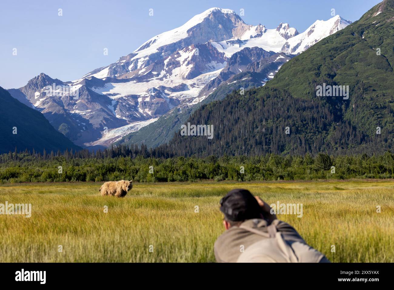 Person photographing a Coastal Brown Bear with Mount Iliamna in the ...