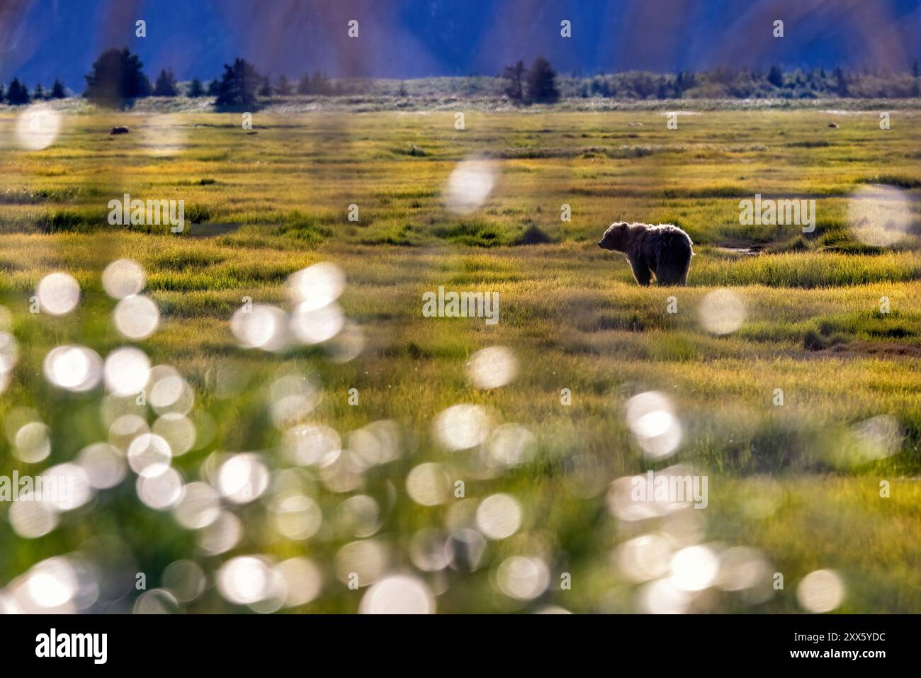 Coastal Brown Bear in the landscape - Brown Bear Bay, Chinitna Bay ...