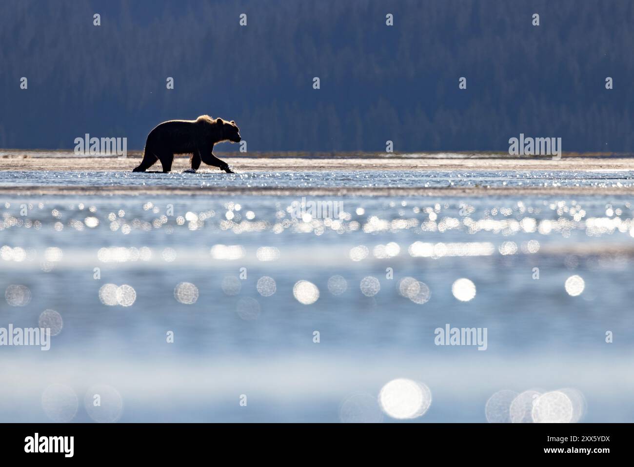 Rimlit Coastal Brown Bear walking in the tidal flats - Brown Bear Bay ...