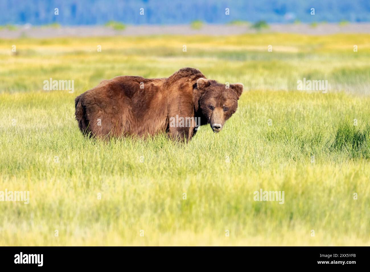 Large Coastal Brown Bear grazing in sedge - Brown Bear Bay, Chinitna ...