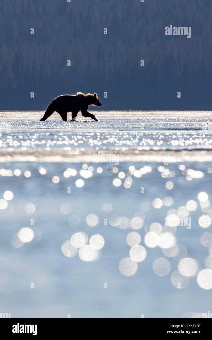 Rimlit Coastal Brown Bear walking in the tidal flats - Brown Bear Bay ...