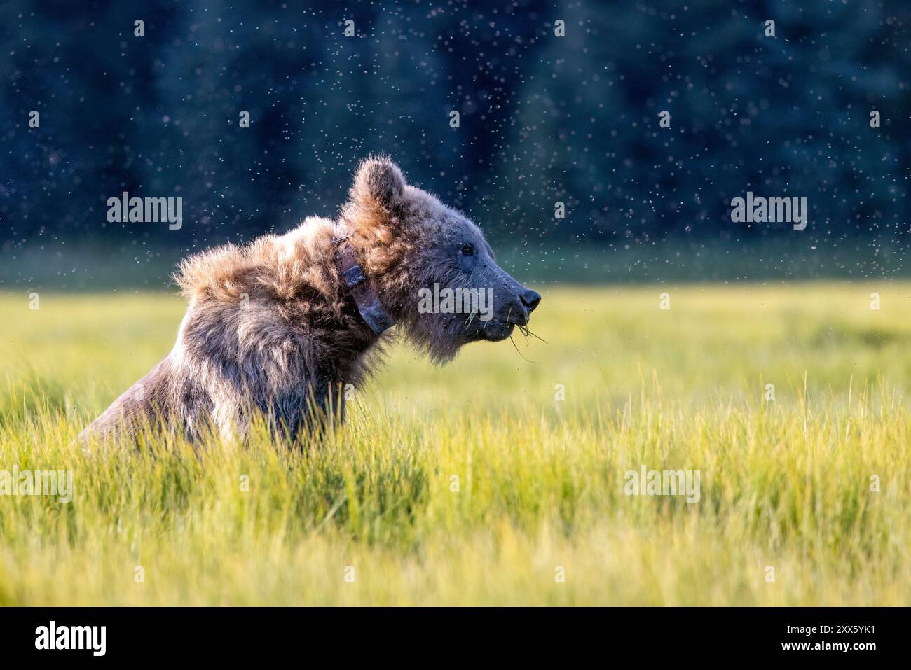 Radio-collared Coastal Brown Bear - Chinitna Bay, near Lake Clark ...