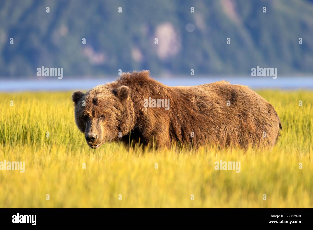Large Coastal Brown Bear grazing in sedge - Brown Bear Bay, Chinitna ...