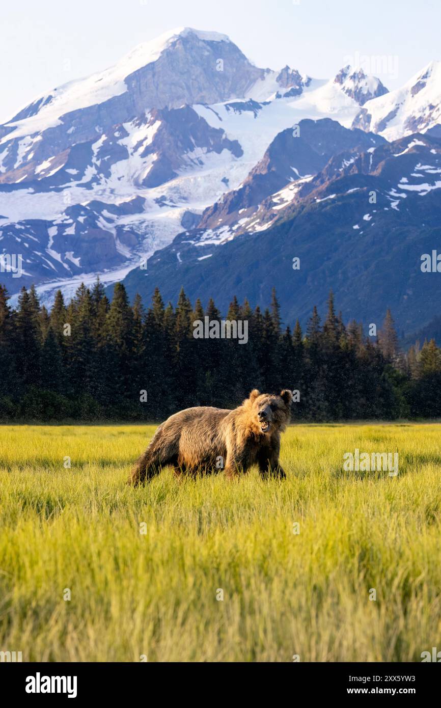 Coastal Brown Bear with Mount Iliamna in the background - Brown Bear ...