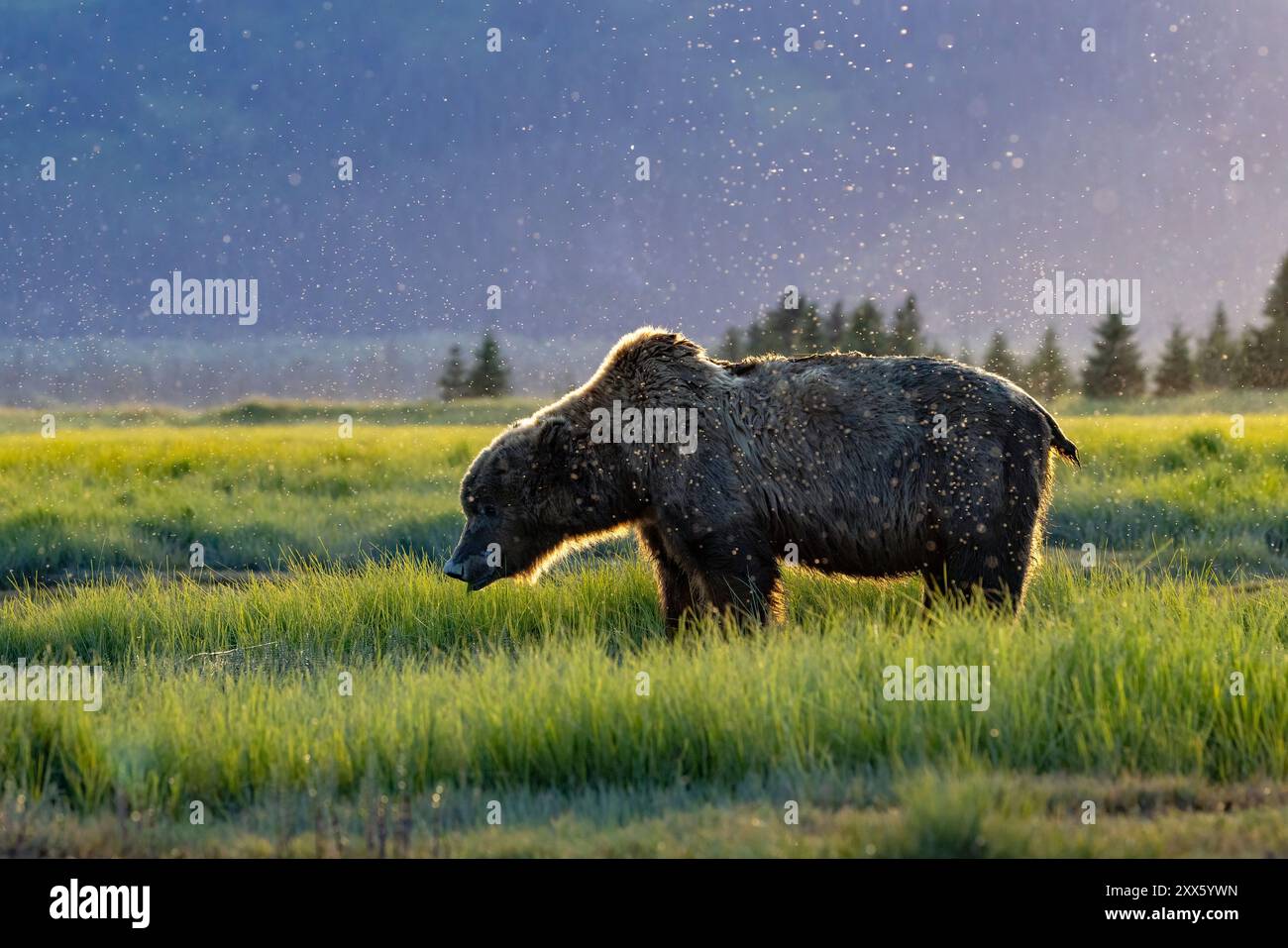 Backlit Coastal Brown Bear in the sunset - Brown Bear Bay, Chinitna Bay ...